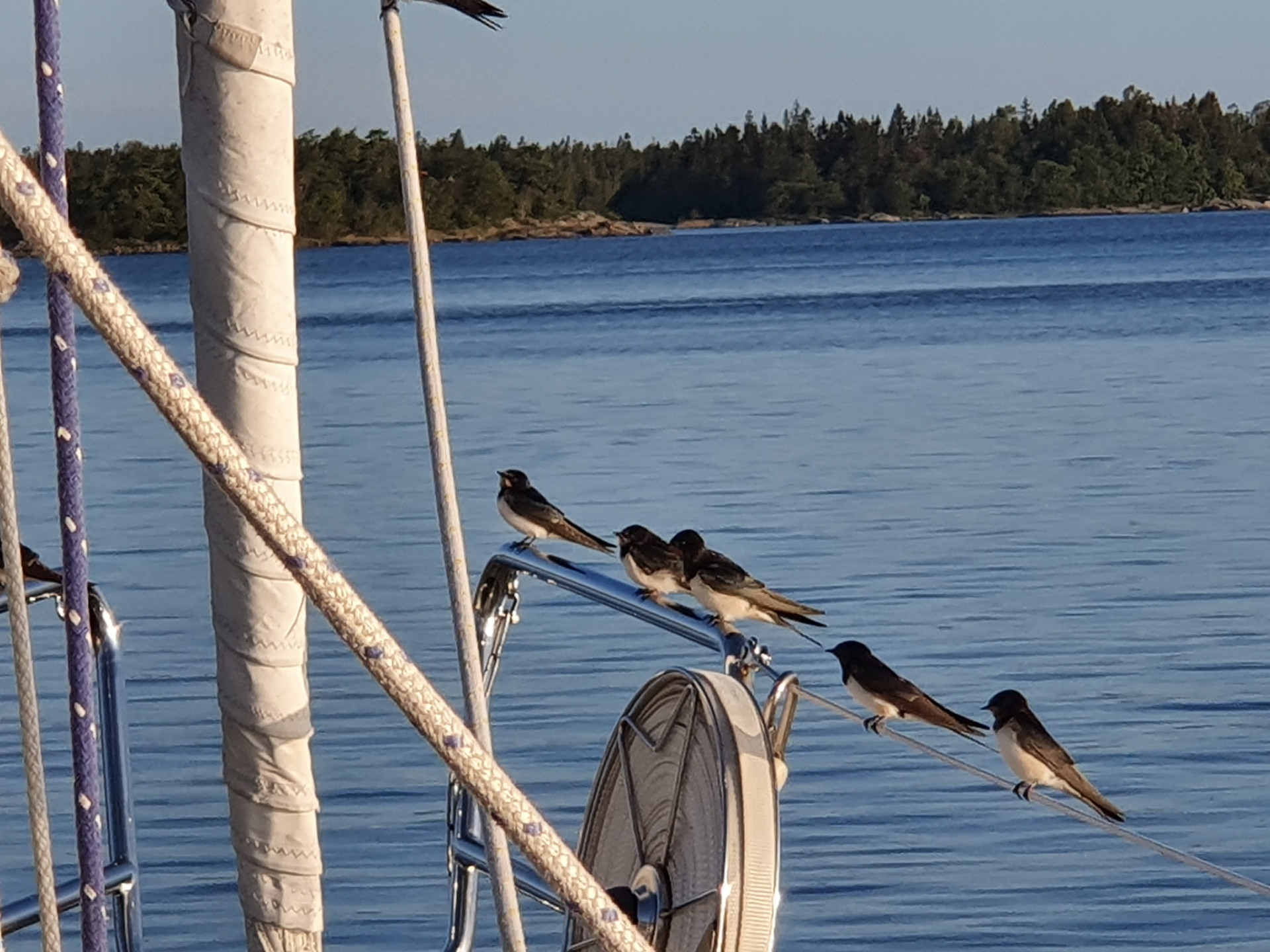 Albin Delta | Skipperi